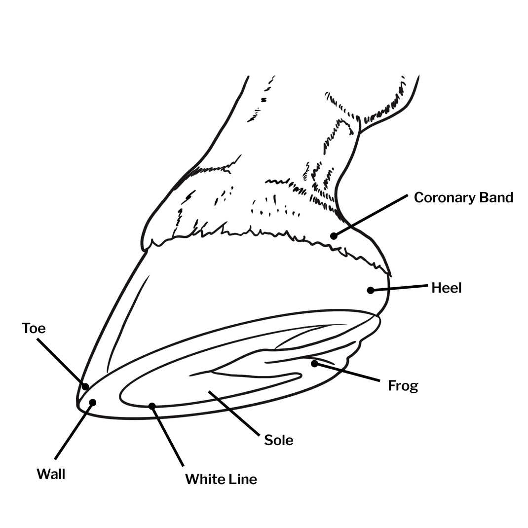 Equine – Spurr's Big Fix